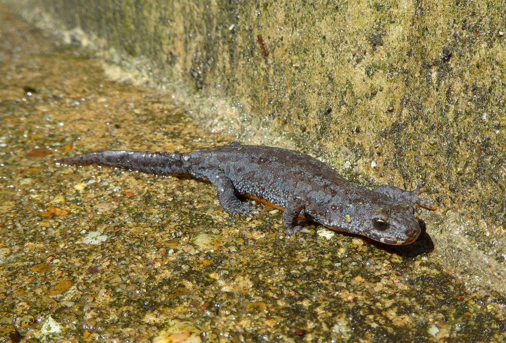 Molch – NABU-Aachen